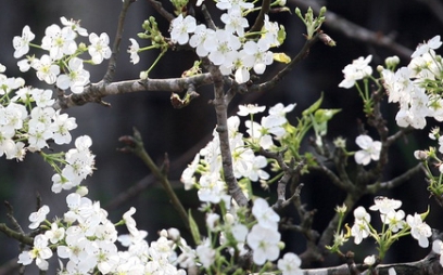 CÀNH LÊ, tin tức Mới nhất Hoa lê, hoa đào trái vụ sốt xình xịch, khách ...