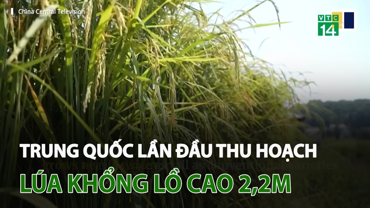 Trung Quốc lần đầu thu hoạch loại lúa lai khổng lồ cao 2,2m - Kenh14 Video