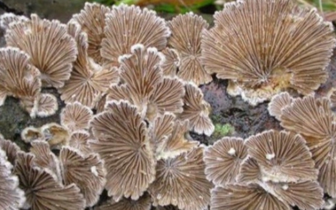 NẤM CHÂN CHIM, tin tức Mới nhất Loại nấm đắt hàng ở Lào Cai - Đọc tin ...