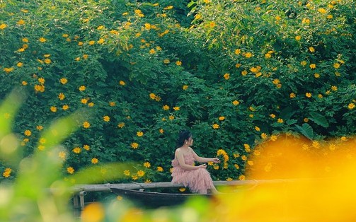 HOA DÃ QUỲ GIỮA LÒNG THỦ ĐÔ, tin tức Mới nhất Dã quỳ khoe sắc rực rỡ ...