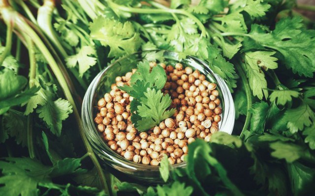 NGÒ RÍ, tin tức Mới nhất Dùng rau mùi, ngò rí theo 5 cách này giúp tẩy ...