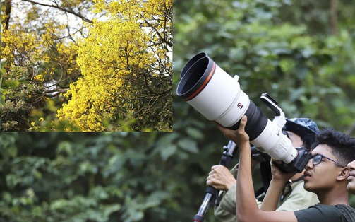 HOA LIM, tin tức Mới nhất Người dân và du khách mê mẩn mùa hoa vàng lim ...