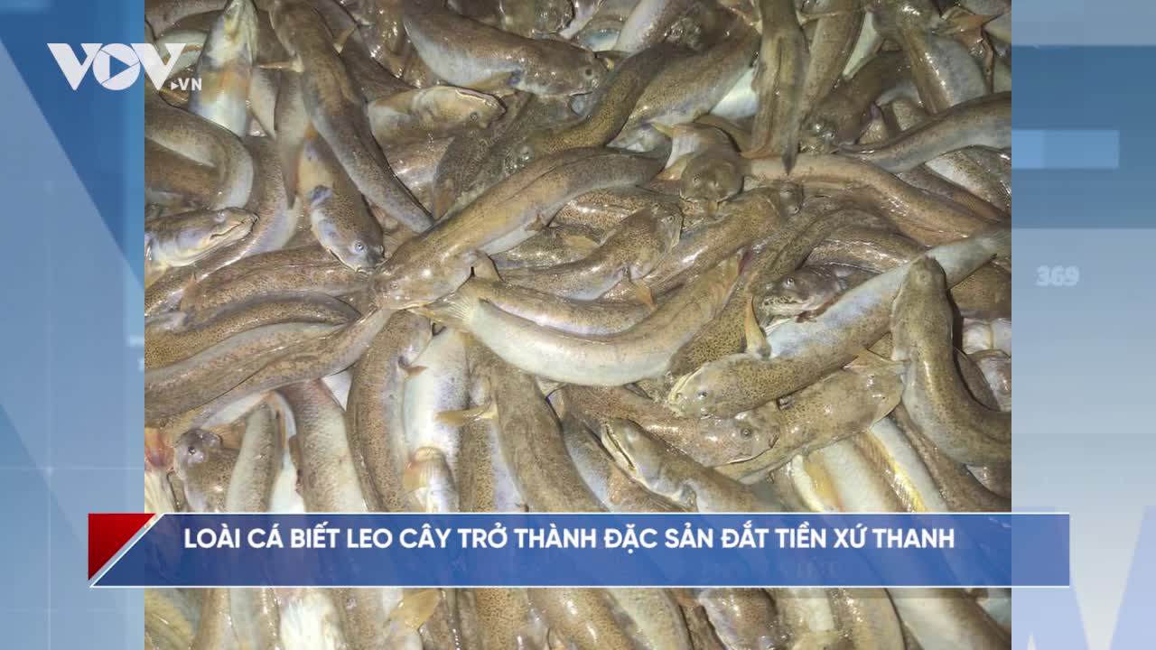 Loài cá biết leo cây trở thành đặc sản đắt tiền xứ Thanh - Kenh14 Video