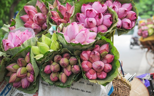 GiÁ Hoa Sen Tin Tức Mới Nhất Sen đầu Mùa Hút Khách Chị Em Thích Thú Tìm Mua Về Cắm Đọc Tin