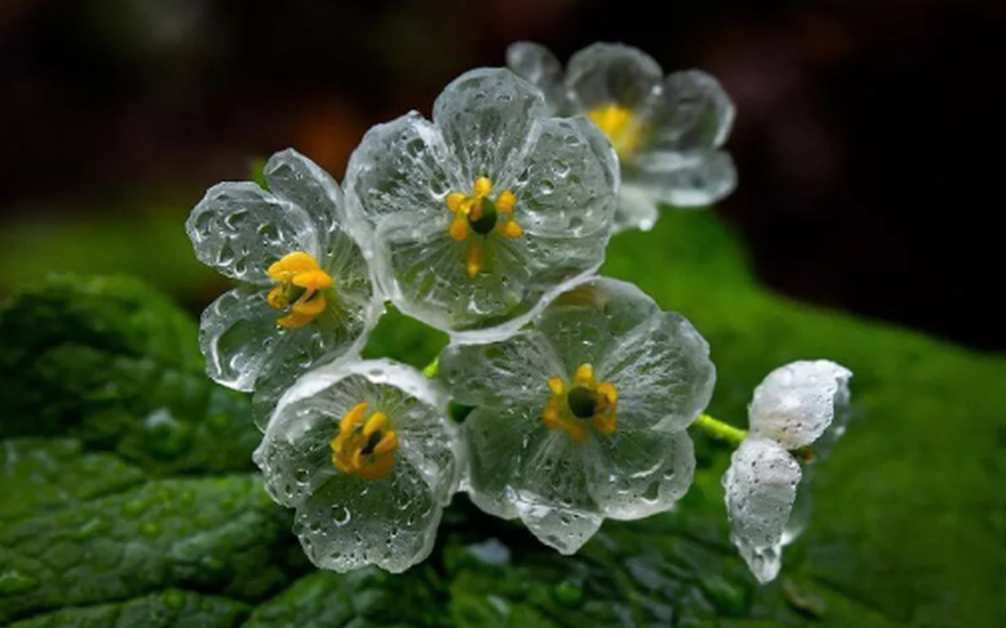 HOA TÀNG HÌNH, tin tức Mới nhất Loài hoa quý hiếm nhất nhì hành tinh cứ ...