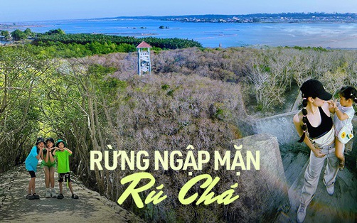 RỪNG NGẬP MẶN RÚ CHÁ, tin tức Mới nhất "Đổi màu" giữa mùa hè, khu rừng ...
