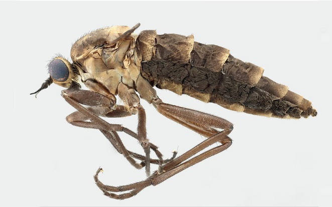 CON RUỒI KỲ LẠ, tin tức Mới nhất Bí ẩn con ruồi không biết bay - Đọc ...