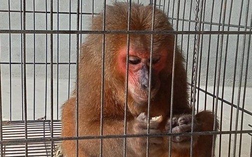 KHỈ MẶT ĐỎ, tin tức Mới nhất Người phụ nữ mua khỉ mặt đỏ quý hiếm để ...