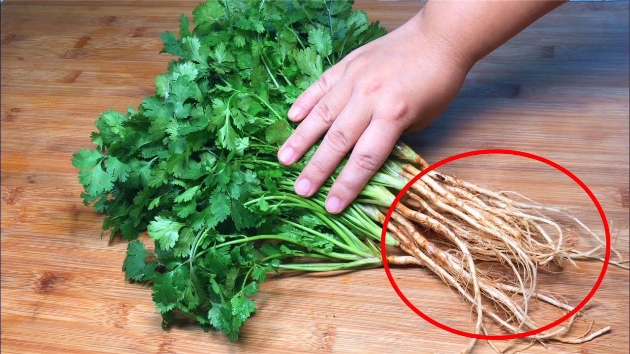 Ăn 4 loại rau này đừng bỏ rễ: Người không biết tưởng “rác” nhưng người ...