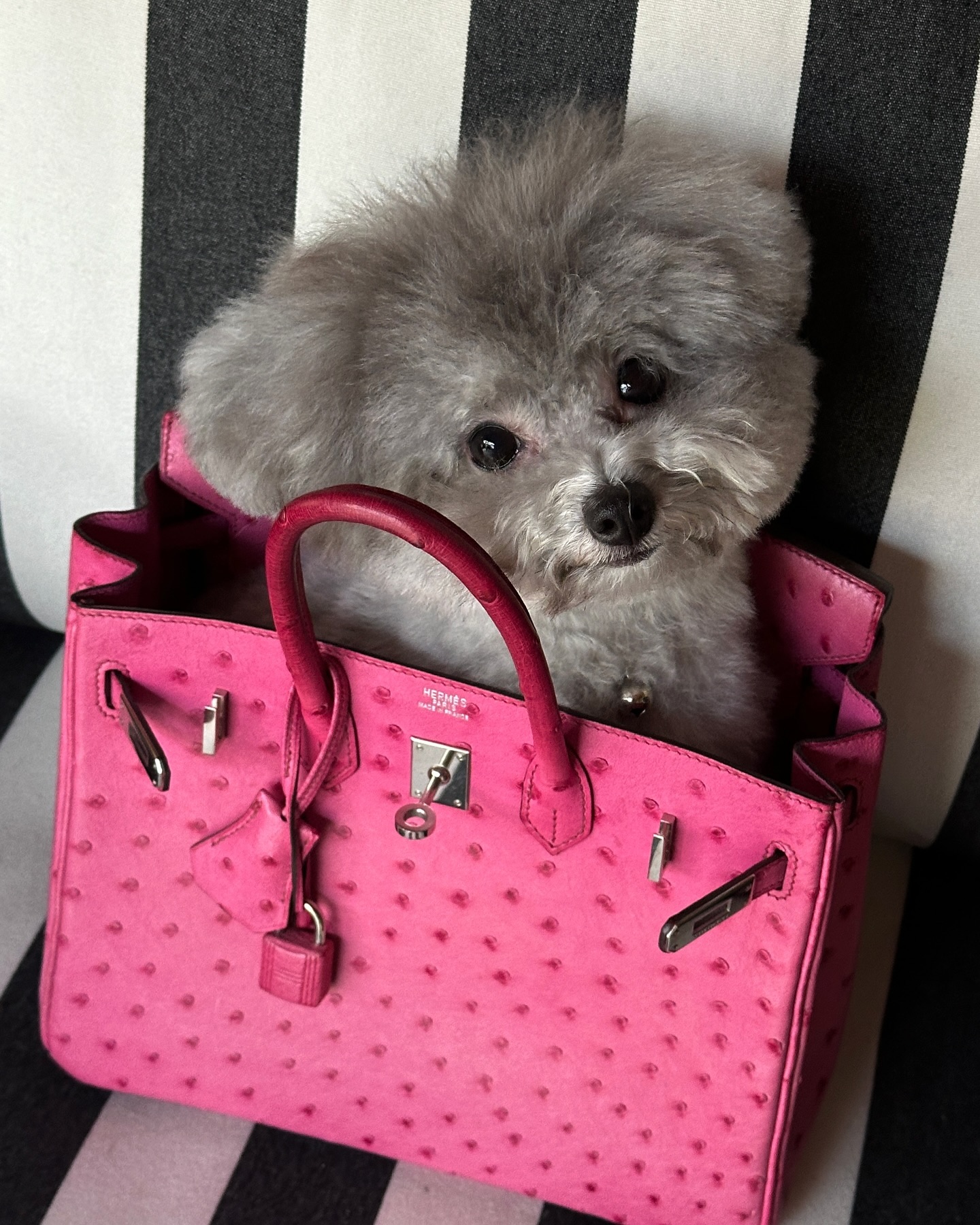 TikToker làm nghề "con nhà giàu": 3 tuổi ngồi trong túi Hermès, lớn chỉ ...
