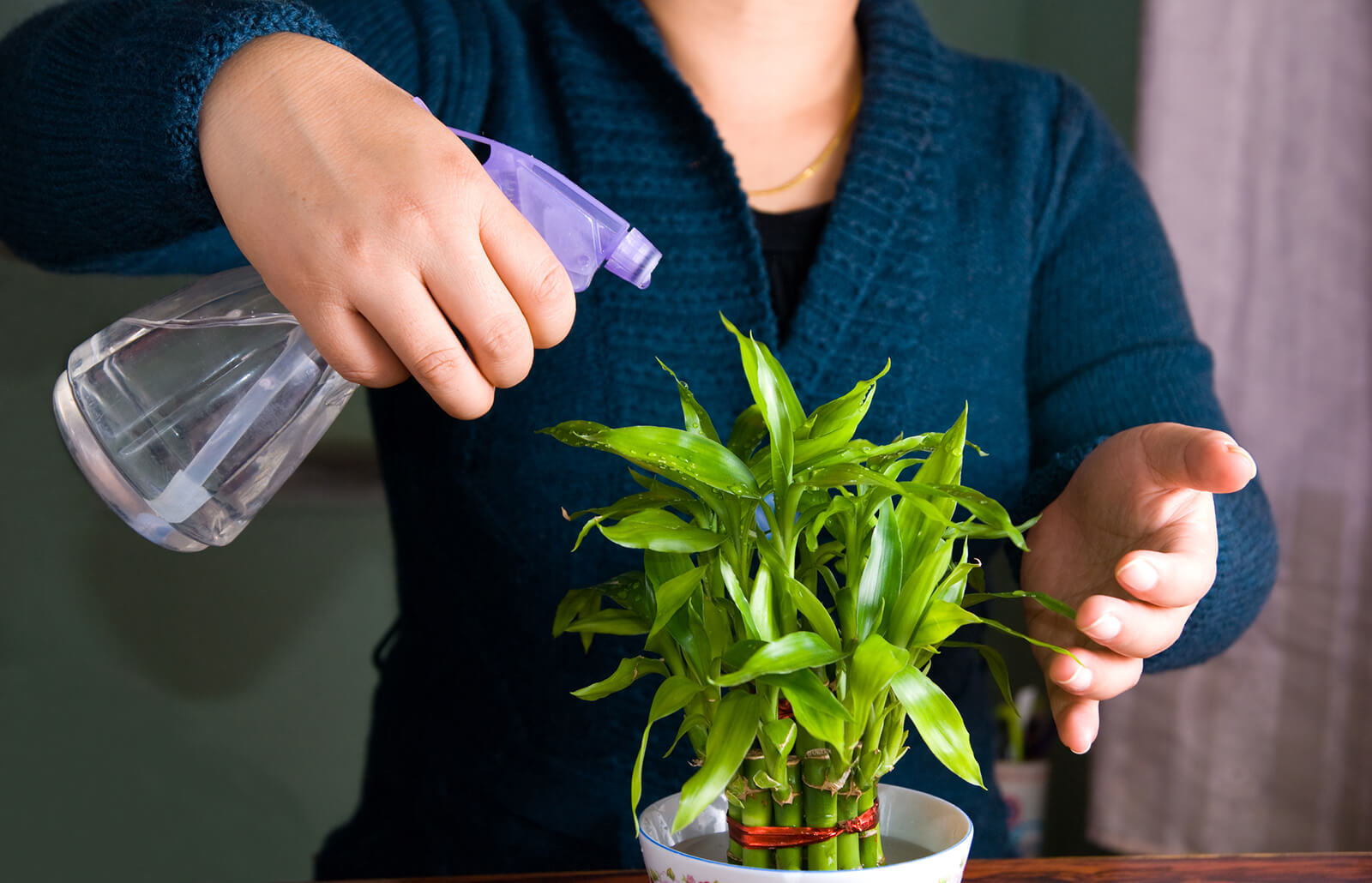 5 loại cây cảnh nên đặt trong phòng thờ