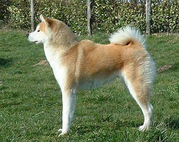 Giống chó Akita Inu siêu trung thành