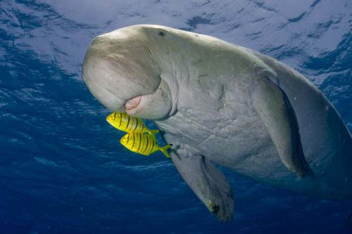 "Mỹ nhân ngư" Dugong - Lời kêu cứu từ đại dương