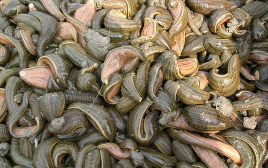 Kinh hoàng với hàng rào... đỉa