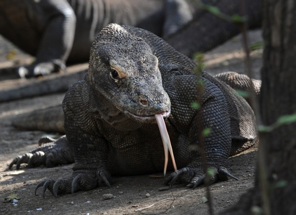 Rồng Komodo - "hậu duệ khủng long" thời hiện đại