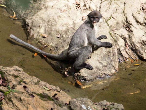 Ngắm nhìn sự hồi sinh của loài voọc Dracula