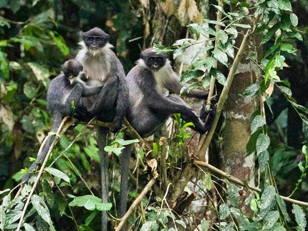 Ngắm nhìn sự hồi sinh của loài voọc Dracula