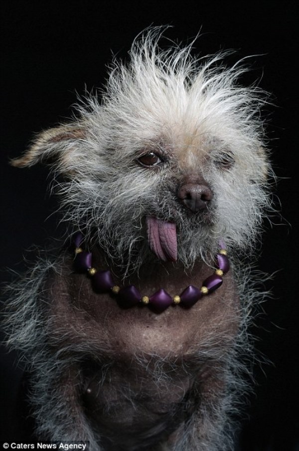 Những hoa hậu chó "xấu như ma cấu" mùa giải 2015