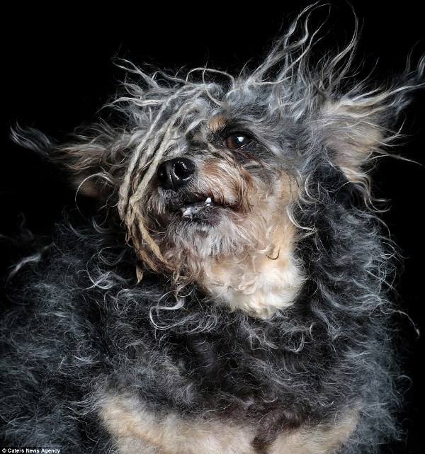 Những hoa hậu chó "xấu như ma cấu" mùa giải 2015