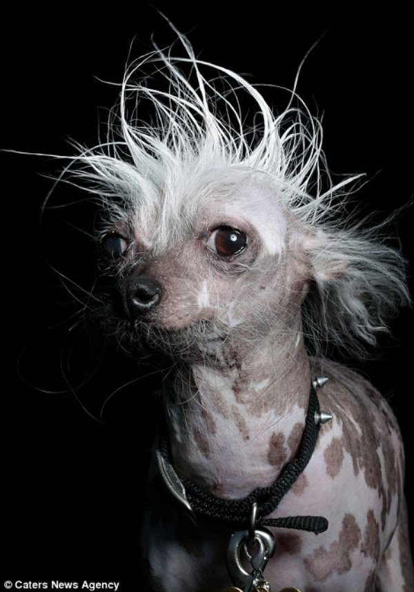 Những hoa hậu chó "xấu như ma cấu" mùa giải 2015