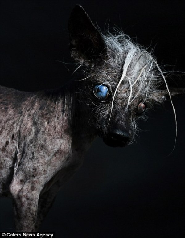 Top những hoa hậu chó "xấu như ma cấu" mùa giải 2015 - CHÚ CHÓ XẤU NHẤT ...