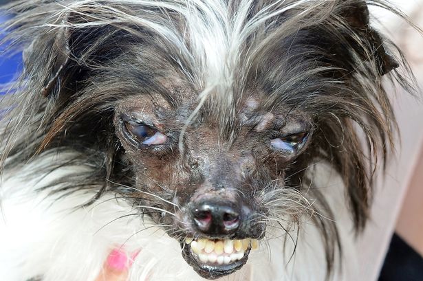 CHÚ CHÓ XẤU XÍ NHẤT THẾ GIỚI 2014, tin tức Mới nhất Lộ diện "Chú chó ...