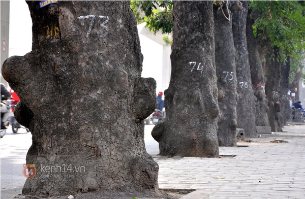 Hà Nội: Ngắm nhìn hàng cây xà cừ cổ thụ trên đường Nguyễn Trãi – Trần ...