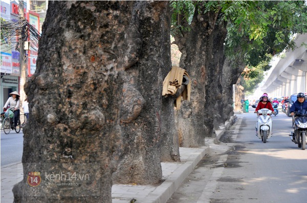 Hà Nội: Ngắm nhìn hàng cây xà cừ cổ thụ trên đường Nguyễn Trãi – Trần ...