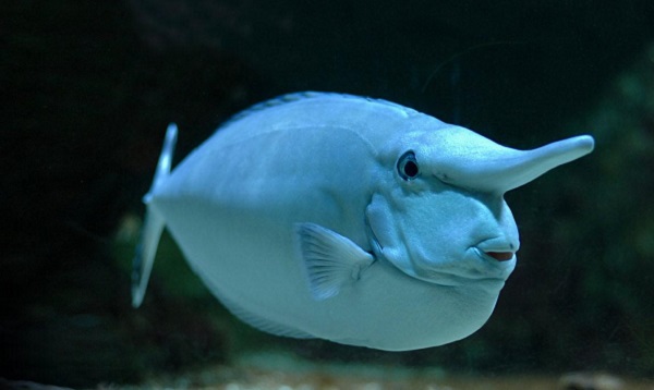 Động vật có chiếc mũi kỳ dị, động vật kỳ quái, xấu xí