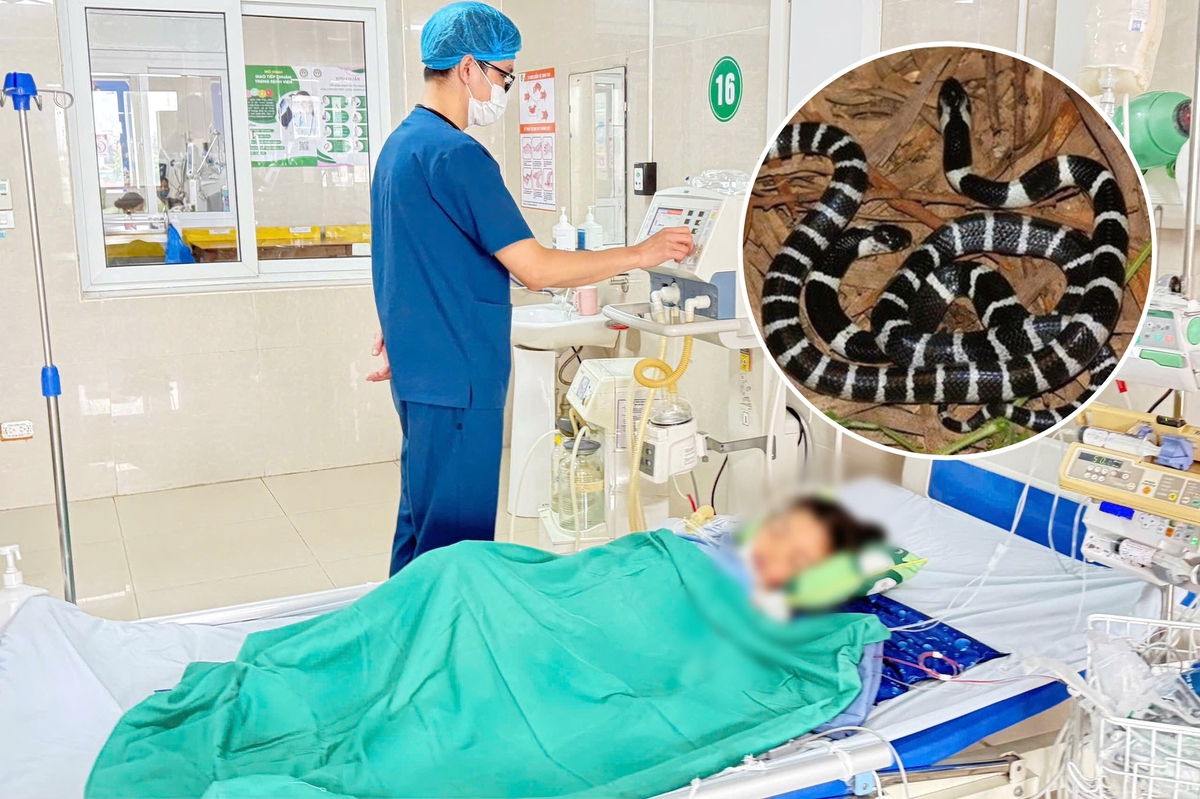 Rắn cạp nia chui ra từ điều hòa, bò lên người cắn bé gái 7 tuổi ở Ninh ...