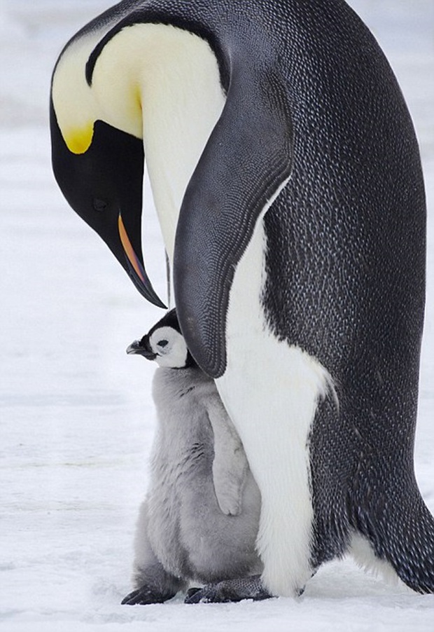 Khi các cặp mẹ con nhà động vật cũng đón lễ 8/3