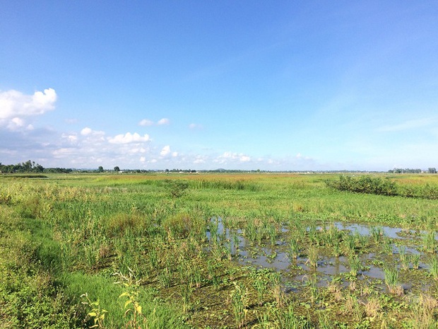 Người ta cười chê 3 công ty Nhật Bản mua mảnh đất hoang, 5 năm sau ...