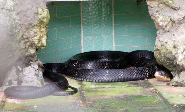 Tận thấy 4 con rắn hổ chúa "khủng" nhất trại rắn miền Tây