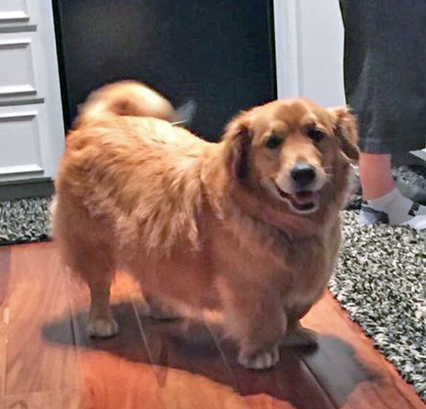 17 nàng chó corgi đã lừa lấy chồng cao mà con đẻ ra vẫn không thoát ...
