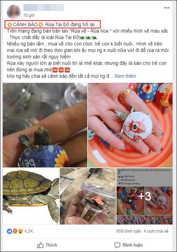 Nở rộ trào lưu bán rùa mini sơn đủ màu trên mạng xã hội, "Nhà Rùa học ...