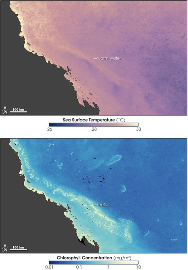 Climate change: The 500 thousand year old Great Barrier reef has lost ...