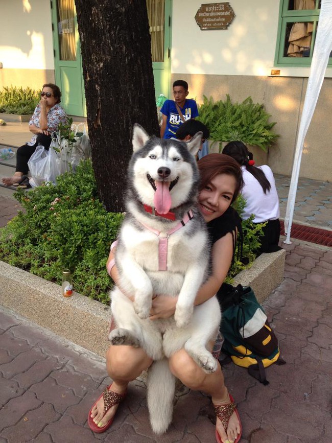 "Chú chó quốc dân" của Thái Lan gây sốt vì... đi đâu cũng mang theo gối ...