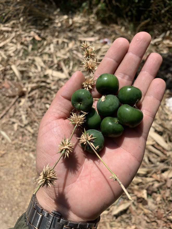 Sự thật về quả tre khiến cư dân mạng phát sốt: cũng là quả của một loại ...