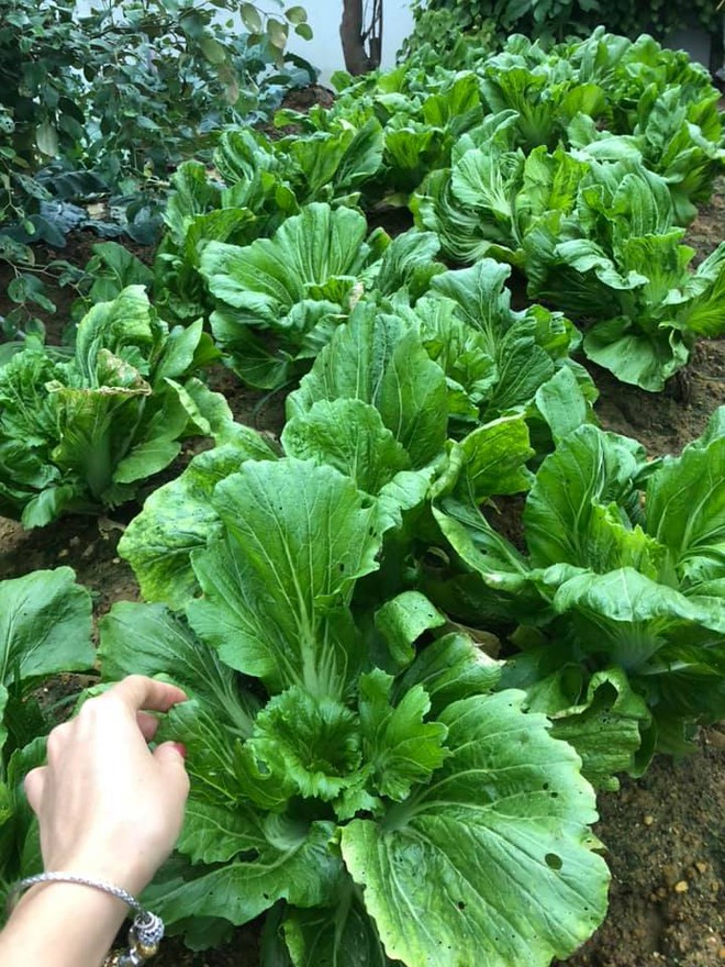 Khu vườn rộng 300m2 sum suê rau trái, mùa nào thức nấy, tươi tốt um tùm ...