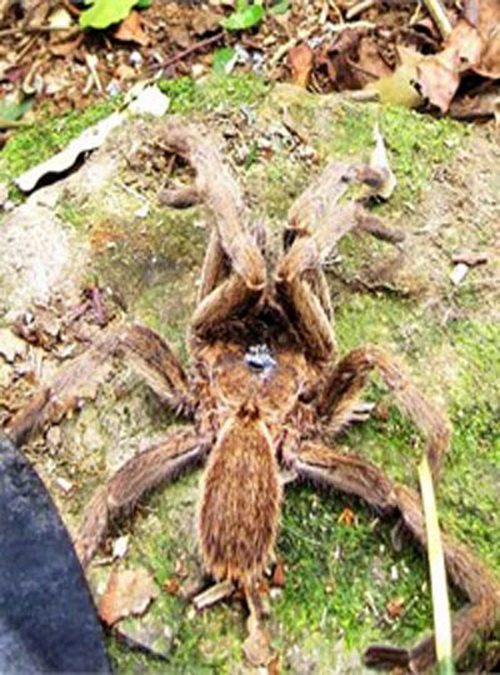 Phát hiện con nhện “khủng” ở Hà Tĩnh
