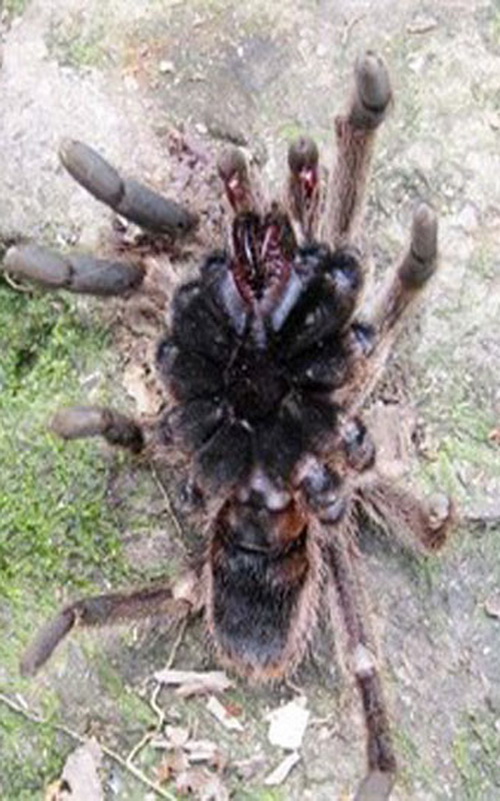 Phát hiện con nhện “khủng” ở Hà Tĩnh