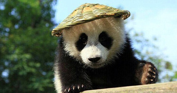 Tìm thấy Kungfu Panda bản photocopy còn yêu hơn cả bản chính - KUNGFU ...