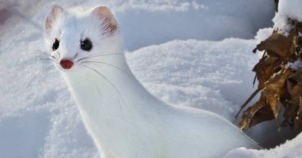 Loài chồn tuyết sang chảnh có lông trắng, mặt xinh, chung tình và gợi cảm