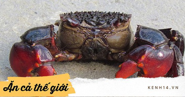 Con Chù Ụ: Đặc sản vùng Trà Vinh nghe tên thôi cũng thấy "buồn" cả ngày