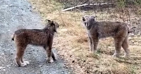 2 con linh miêu siêu hiếm kêu gào như người gây bão mạng xã hội nhưng ...