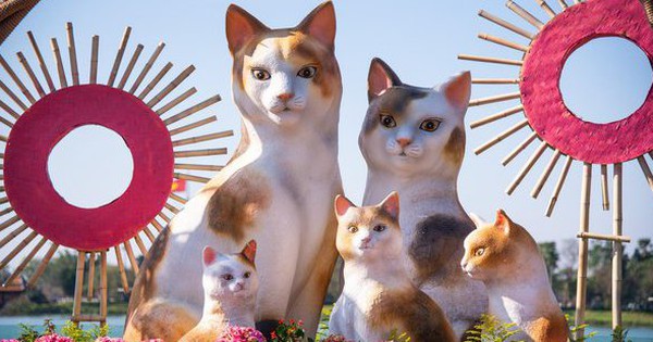 Đàn mèo ở Huế xuất hiện: Con được khen không tiếc lời, con bị chê giống ...
