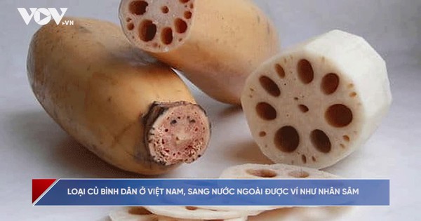 Loại củ bình dân ở Việt Nam sang nước ngoài được ví như nhân sâm