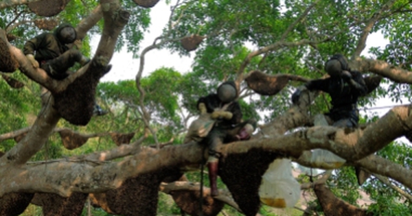 Kỳ lạ cây đa hơn 100 tổ ong trú ngụ