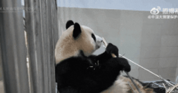 Video cho thấy tình trạng hiện tại của Fubao sau 2 tháng về nước: Bao ...