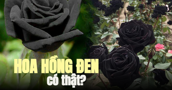Kỳ lạ ngôi làng duy nhất trên thế giới trồng hoa hồng đen nhưng chỉ đen ...